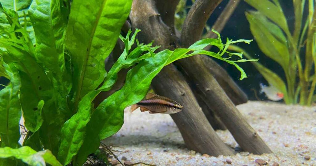 Top 21 Compatible Tank Mates For Guppies: Fish, Snail & Shrimp