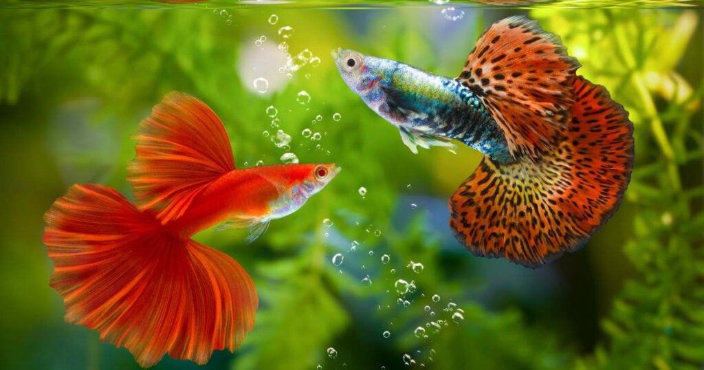 Top 21 Compatible Tank Mates For Guppies: Fish, Snail & Shrimp