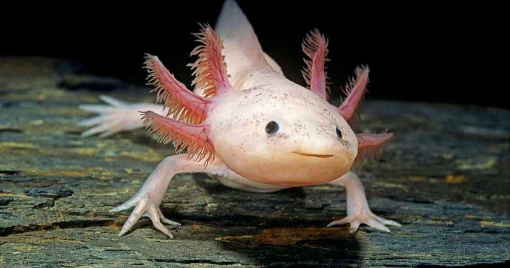 How Much Are Axolotls? Axolotl Prices And Costs Explained
